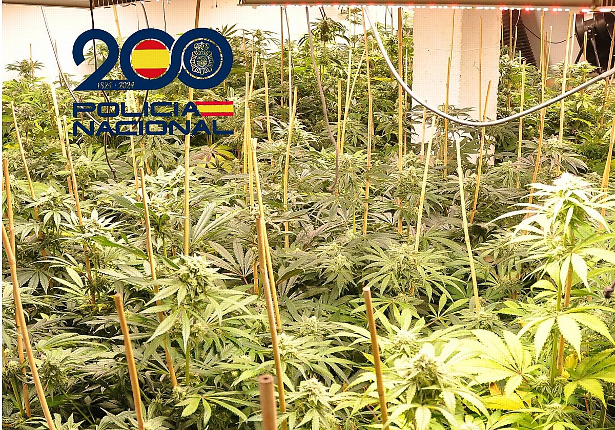 Localizada una enorme plantación de marihuana 'indoor' en pleno centro de Gijón | El Comercio ...